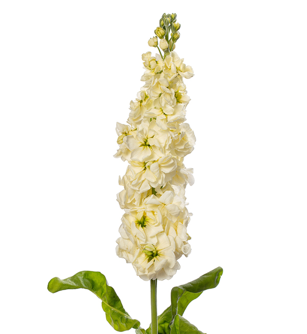 Matthiola incana | Matthiola incana Anytime Yellow | Evanthia