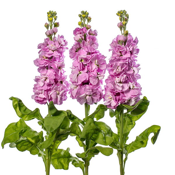 Matthiola incana | Matthiola incana Centum Pink | Evanthia