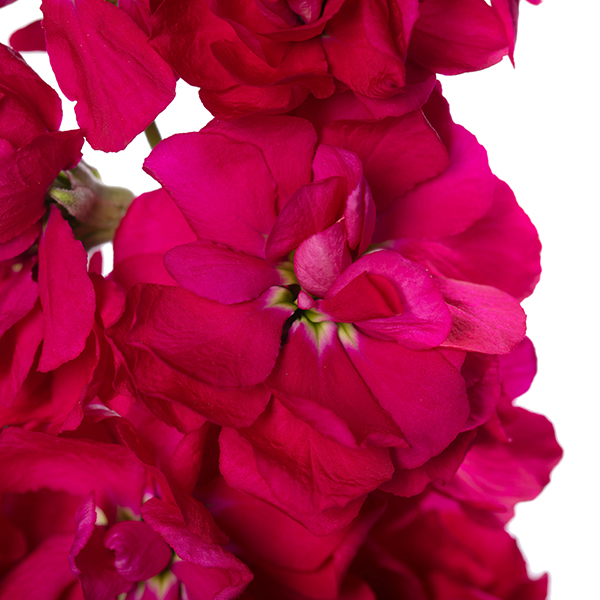 Matthiola incana | Matthiola incana Centum Red | Evanthia