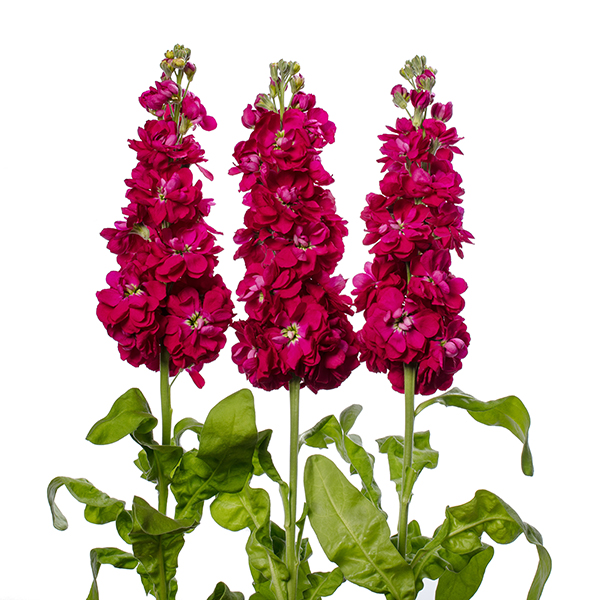 Matthiola incana | Matthiola incana Jordyn Red | Evanthia