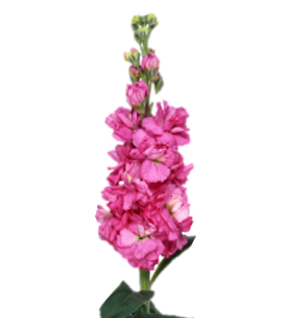 Matthiola incana | Matthiola incana Iron Rose Pink | Evanthia