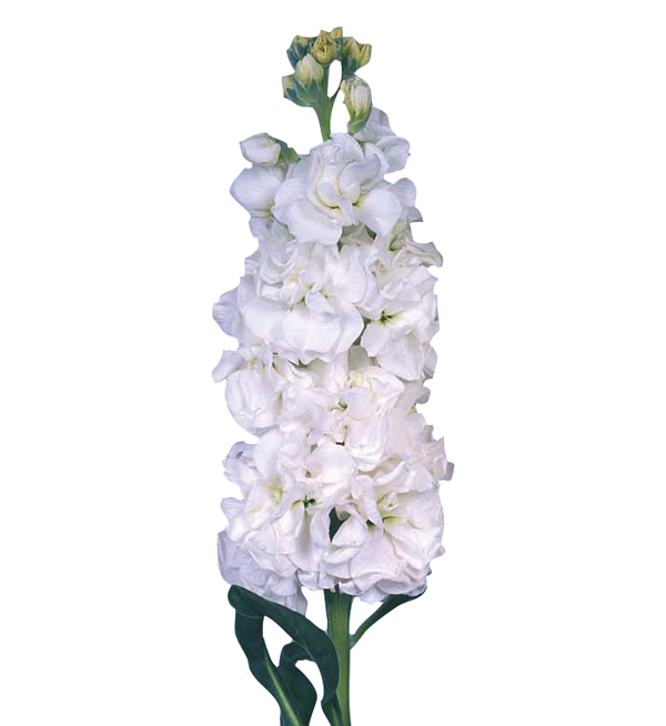 Matthiola incana | Matthiola incana Iron White | Evanthia