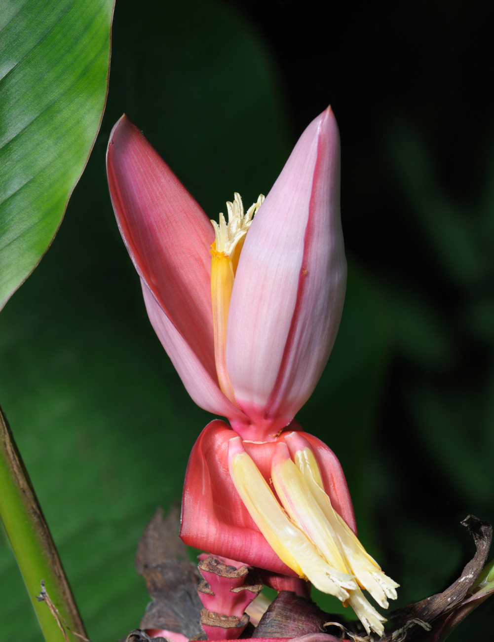 Let's go bananas! Discover the most beautiful Musas | Evanthia