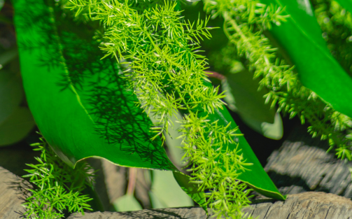 The indispensable value of cut foliage | Evanthia